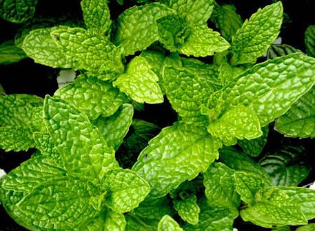 Introducing the Mint family | Westside Seattle